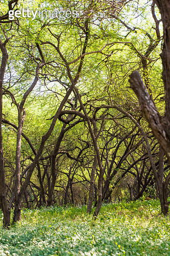 Trembesi (Monkey Pod/Samanea saman/Rain tree) forest in Tuban East Java ...