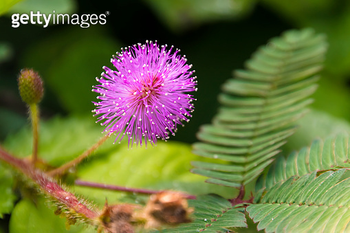 Wild weeds - Mimosa pudica (sensitive plant, sleepy plant, action plant ...
