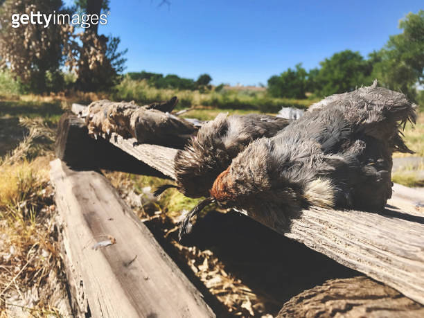 Dove and Quail Hunting Harvest in Western Colorado 이미지 (1173921874 ...