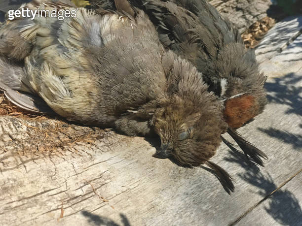 Quail Hunting Harvest in Western Colorado 이미지 (1173921468) - 게티이미지뱅크