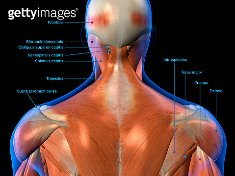 Labeled Anatomy Chart of Neck and Back Muscles on Black Background 이미지 ...