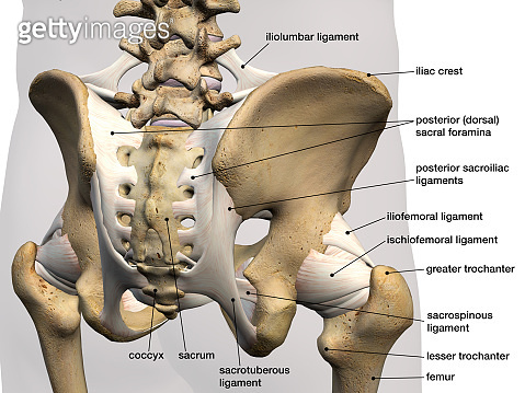 Male Hip Bones and Ligaments Labeled Rear View on White (1156326491 ...