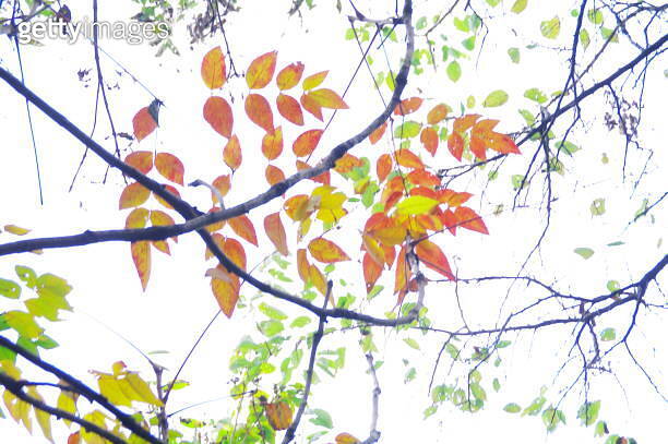 Autumn is on the way. 이미지 (1182852682) - 게티이미지뱅크