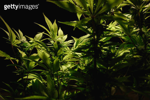 The leaves of hemp closeup. 이미지 (1187423871) - 게티이미지뱅크