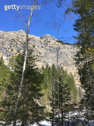 Alpine pastures with tree stumps and coniferous trees and mountains in ...
