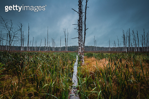 Small narrow path through reed at a lake 이미지 (1156295030) - 게티이미지뱅크