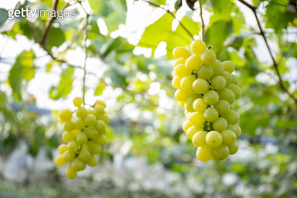 Delicious Shine Muscat that grew on the tree (1177647929) - 게티이미지뱅크