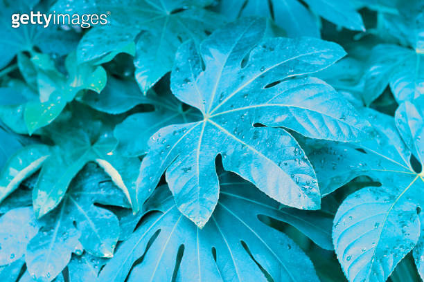 Tropical leaves trendy mint color close-up, abstract natural background ...
