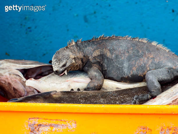 Galapagos Marine Iguana Eating Fish 이미지 (1135412206) - 게티이미지뱅크