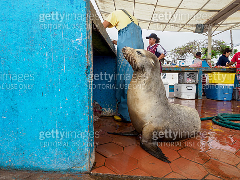 Sea Lion At Santa Cruz Fish Market 이미지 (1135636466) - 게티이미지뱅크