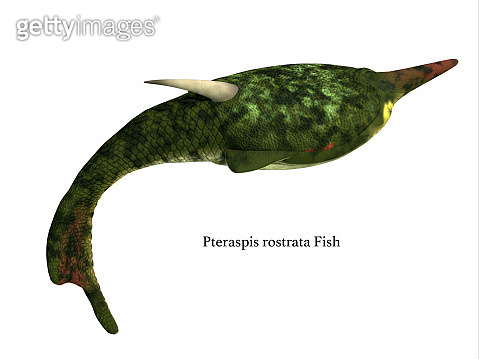 Pteraspis Fish Side Profile with Font (1098098778) - 게티이미지뱅크