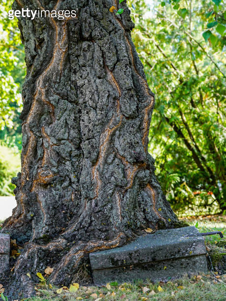 granite block overgrown with old tree trunk 이미지 (1174861944) - 게티이미지뱅크
