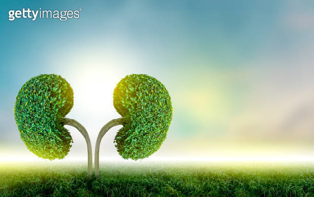 The tree (kidney) is a 3D illustration of the medical environmental ...