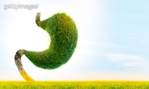 The human stomach is strong. The internal organs are shaped by green ...