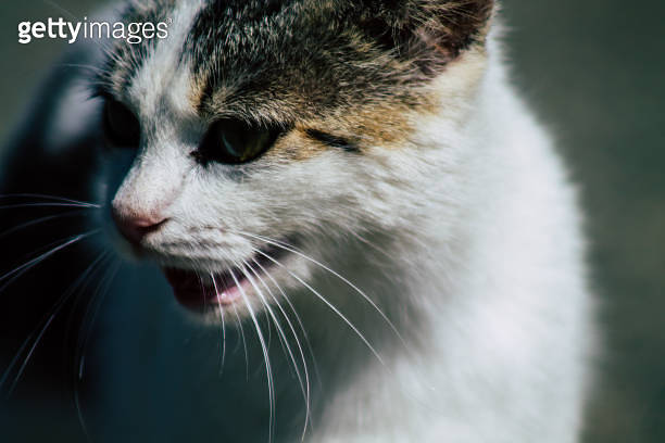 Colors of Cyprus 이미지 (1214700605) - 게티이미지뱅크