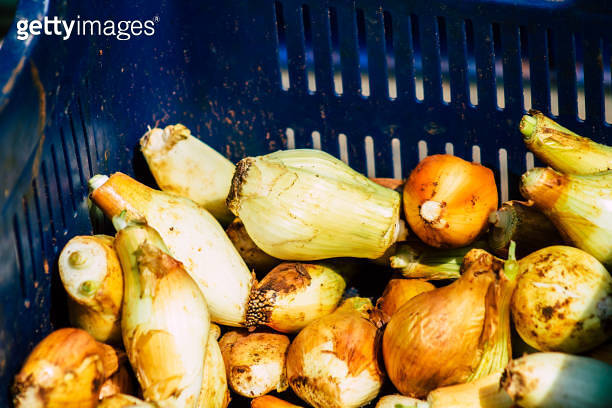 Colors of Cyprus 이미지 (1213046589) - 게티이미지뱅크