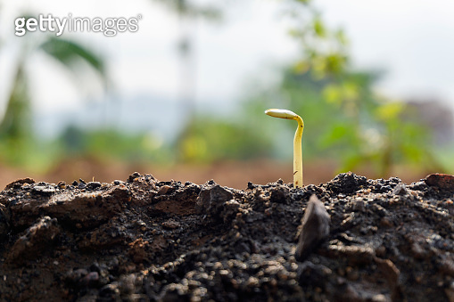 The sapling of plants that grow new on the soil that picks up water to ...