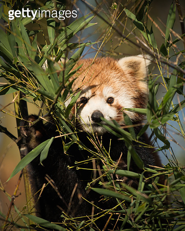 Cute red panda behind bamboo bushes eating and facing the camera ...