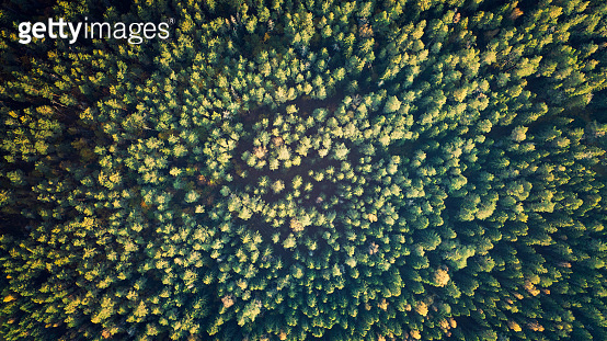 Aerial top view forest, Texture of forest view from above. Autumn ...