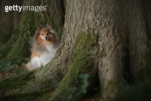 Cute shetland sheepdog sitting hiding between trees covered with moss ...