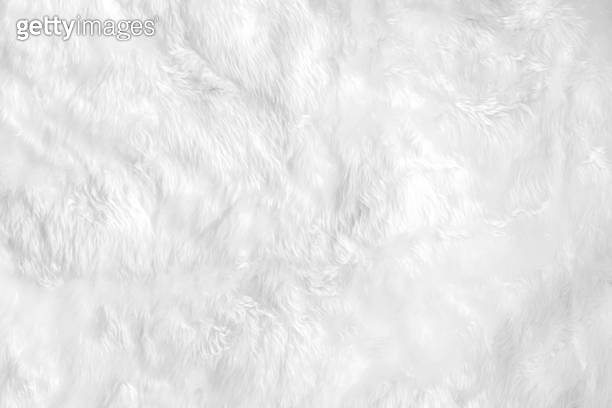 Closeup animal white wool sheep background in top view light natural ...