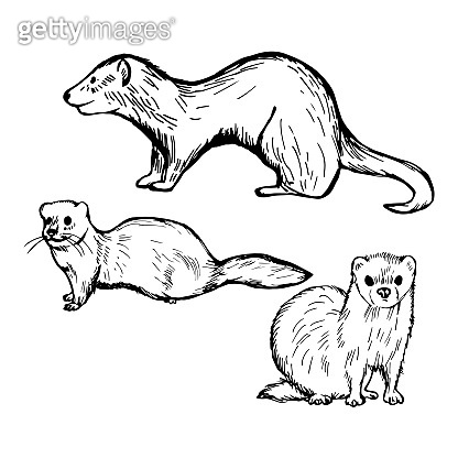 Hand drawn ferret . Vector sketch illustration. (1204899045) 일러스트, 무료 ...