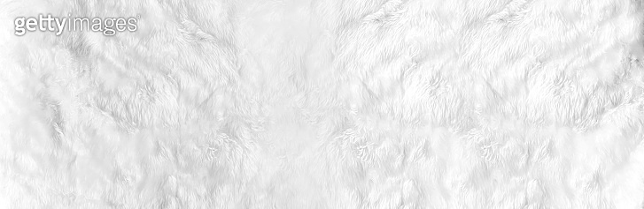 Closeup animal white wool sheep panoramic background in top view light ...