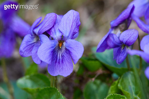 Violet violets flowers in full bloom in the spring forest. 이미지 ...