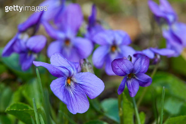 Violet violets flowers in full bloom in the spring forest. 이미지 ...