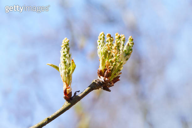 Prunus padus, or May day tree, with fresh green foliage 이미지 (1217342289 ...