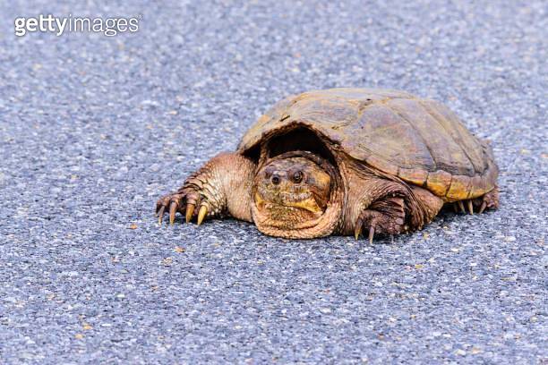 Snapping Turtle Front View Crossing Road 이미지 (1273333384) - 게티이미지뱅크