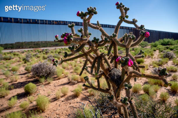 A Cane Cholla With Beautiful Magenta Blooms, In The New Mexico Desert ...