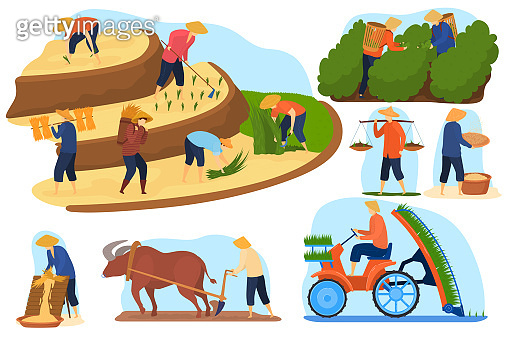 Asian farm rice fields vector illustration set, cartoon flat farmer ...