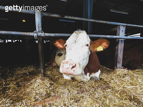 Humanely raised dairy cows 이미지 (1224334377) - 게티이미지뱅크