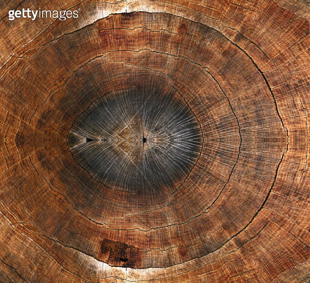 Old wooden oak tree cut surface. Brown Rough organic texture of tree ...