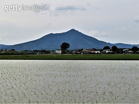 Japan. May. Rice fields around Mount Tsukuba. 이미지 (1240540836) - 게티이미지뱅크