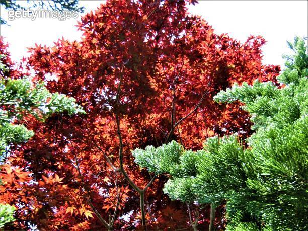 Japan. May. Spring colors. Red and green. Pine tree and maple tree. 이미지 ...