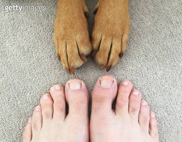 A foot selfie of human feet and dogs paws together comparing toes and ...
