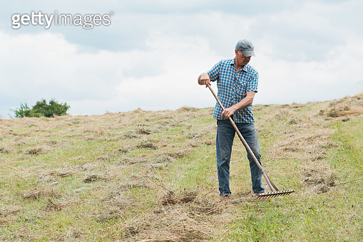 Man in a field haymaking and reaping hay using a rake 이미지 (1268475957 ...