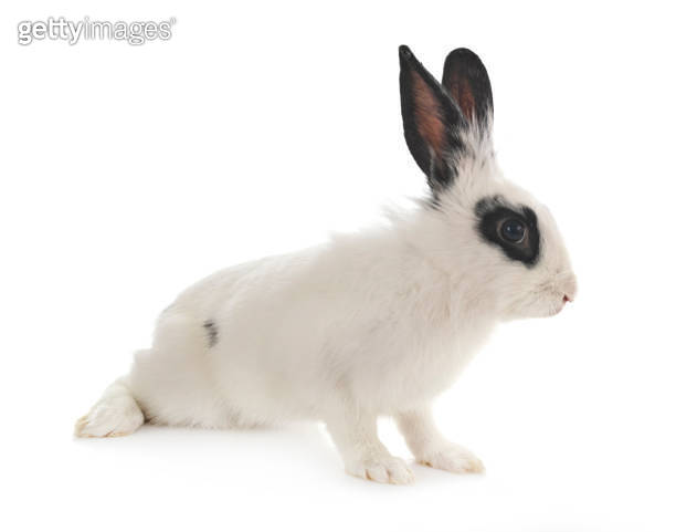 English Spot rabbit 이미지 (1269995494) - 게티이미지뱅크