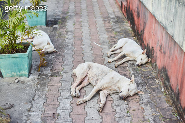 Three white stray dogs sleeping on the sidewalk. (1200699413) - 게티이미지뱅크