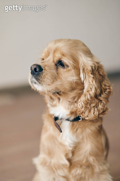 Fawn adult American Cocker Spaniel. Close up 이미지 (1291394537) - 게티이미지뱅크