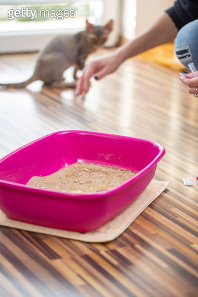 Cat Urine Samples Ready to Collect in Litter Box with Water Repellent ...