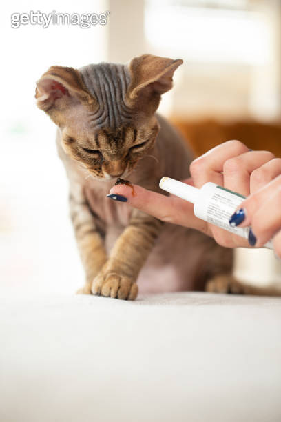 Curious Devon Rex Kitten Sniffing Cat Medicine on Owner's Finger ...