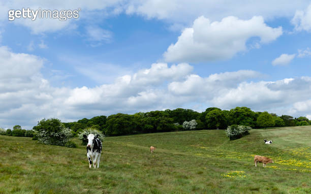 Pastoral scene with cows in grassland flanked by woodland in spring ...