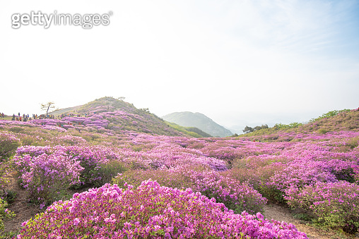 Many beautiful pink flowers on The Hwangmaesan mountain and beautiful ...