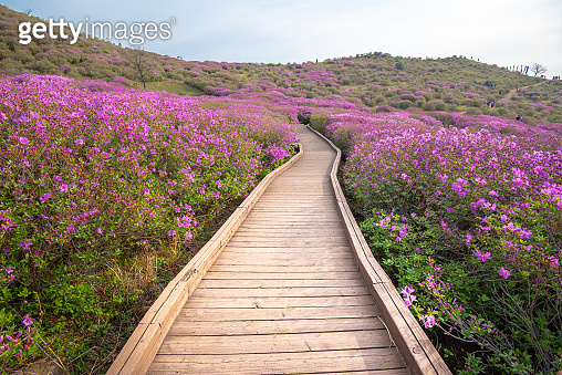 Many beautiful pink flowers on The Hwangmaesan mountain and beautiful ...