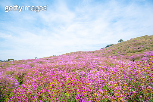 Many beautiful pink flowers on The Hwangmaesan mountain and beautiful ...