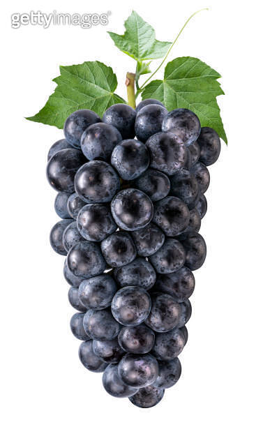 Black Wine grape isolated on white, Kyoho Grape isolated on white With clipping path. 이미지 ...