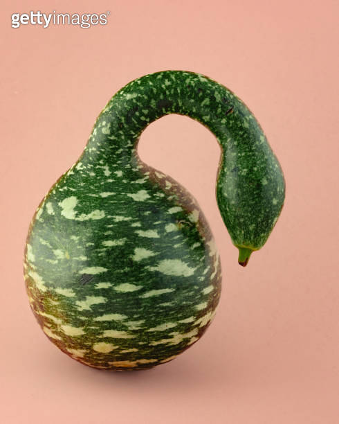 Speckled Swan gourd squash or Korba Gourd close up isolated on light ...